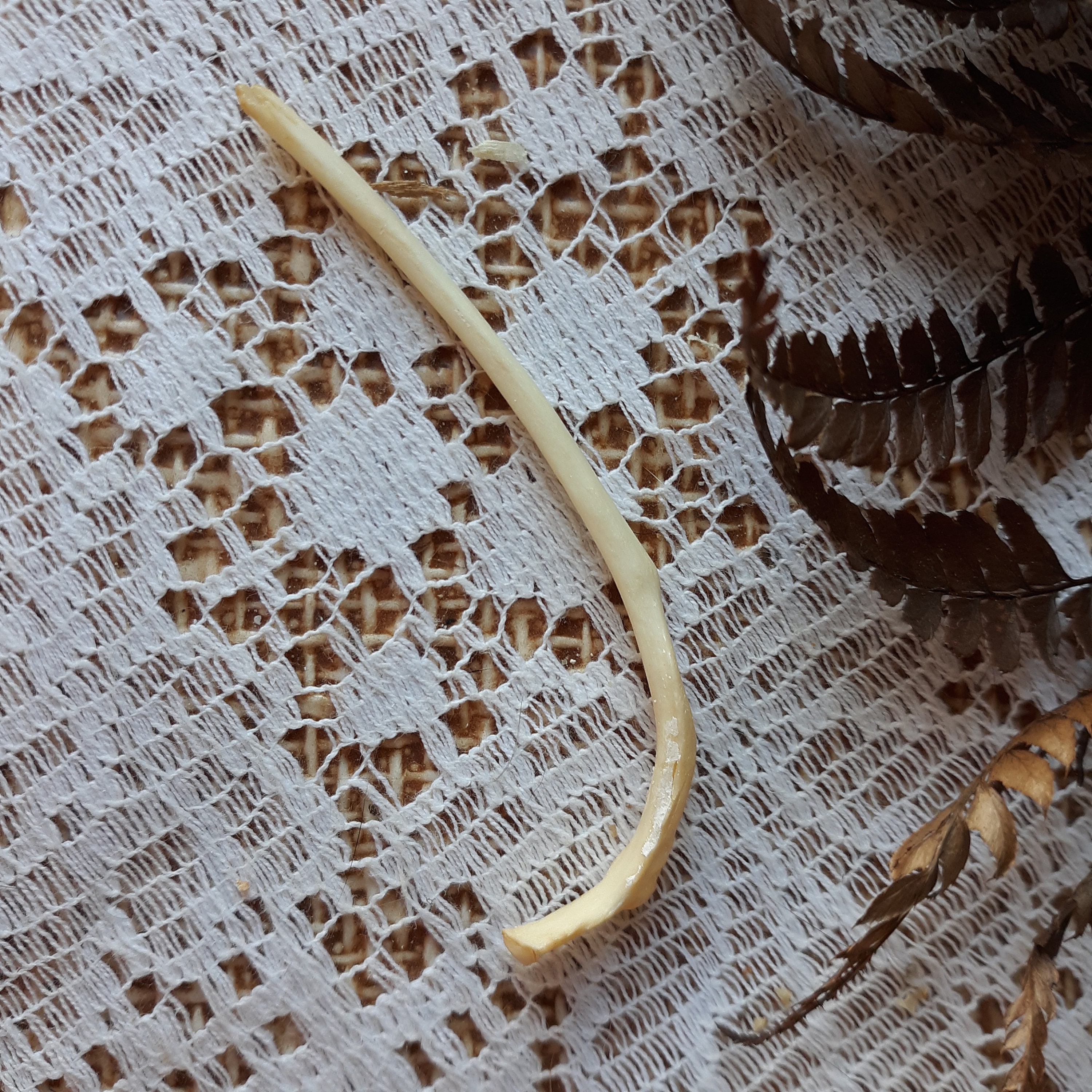 Taxidermy A70 Real Primate Rhesus Macaque Monkey Rib Ribs | Etsy