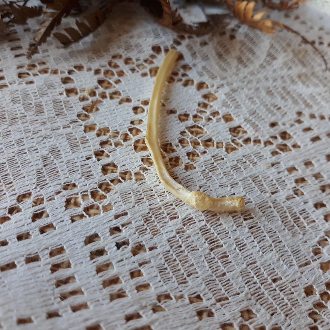 Taxidermy A70 Real Primate Rhesus Macaque Monkey Rib Ribs | Etsy