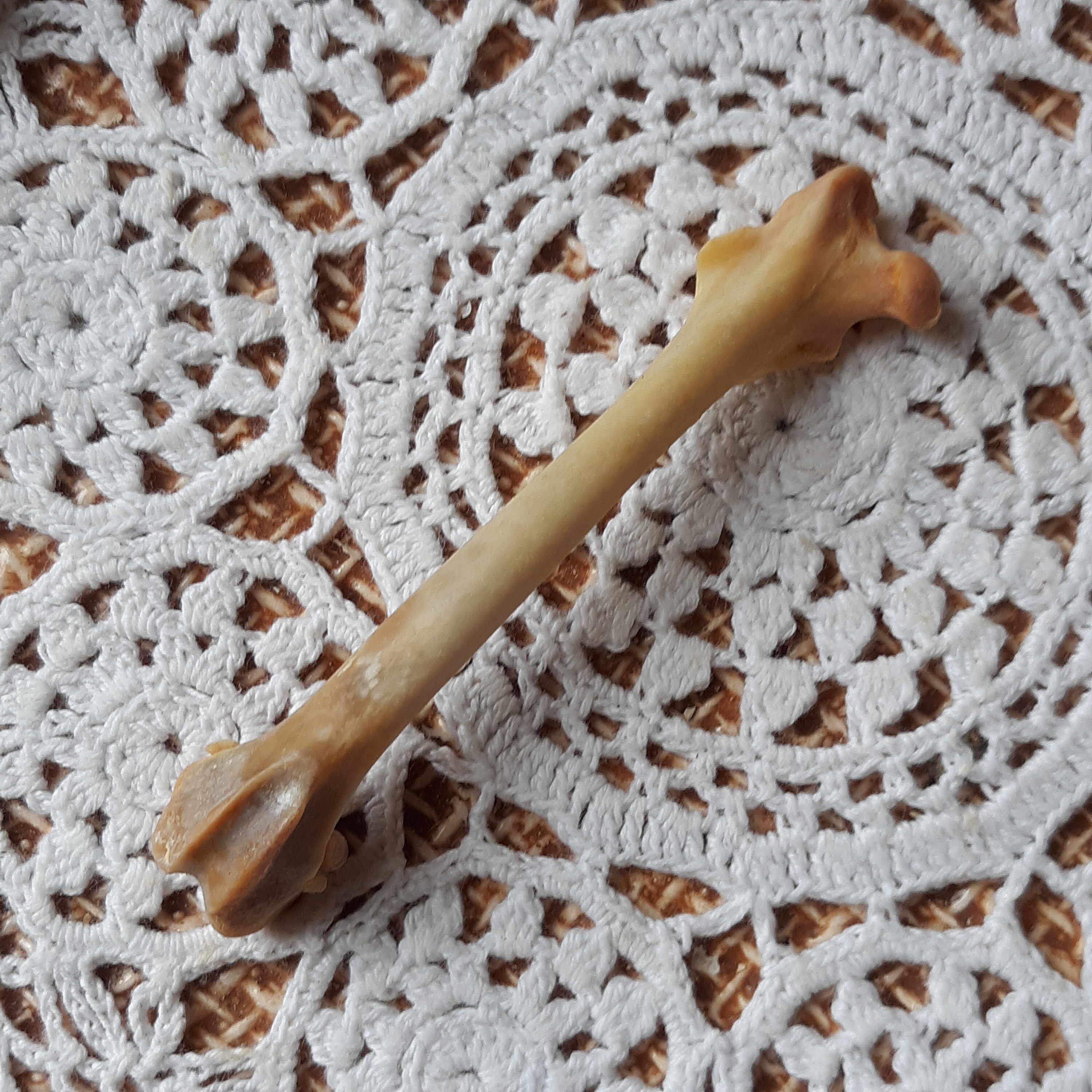 Taxidermy A139 Real Rabbit Femur Bone Bones Leg Limb | Etsy