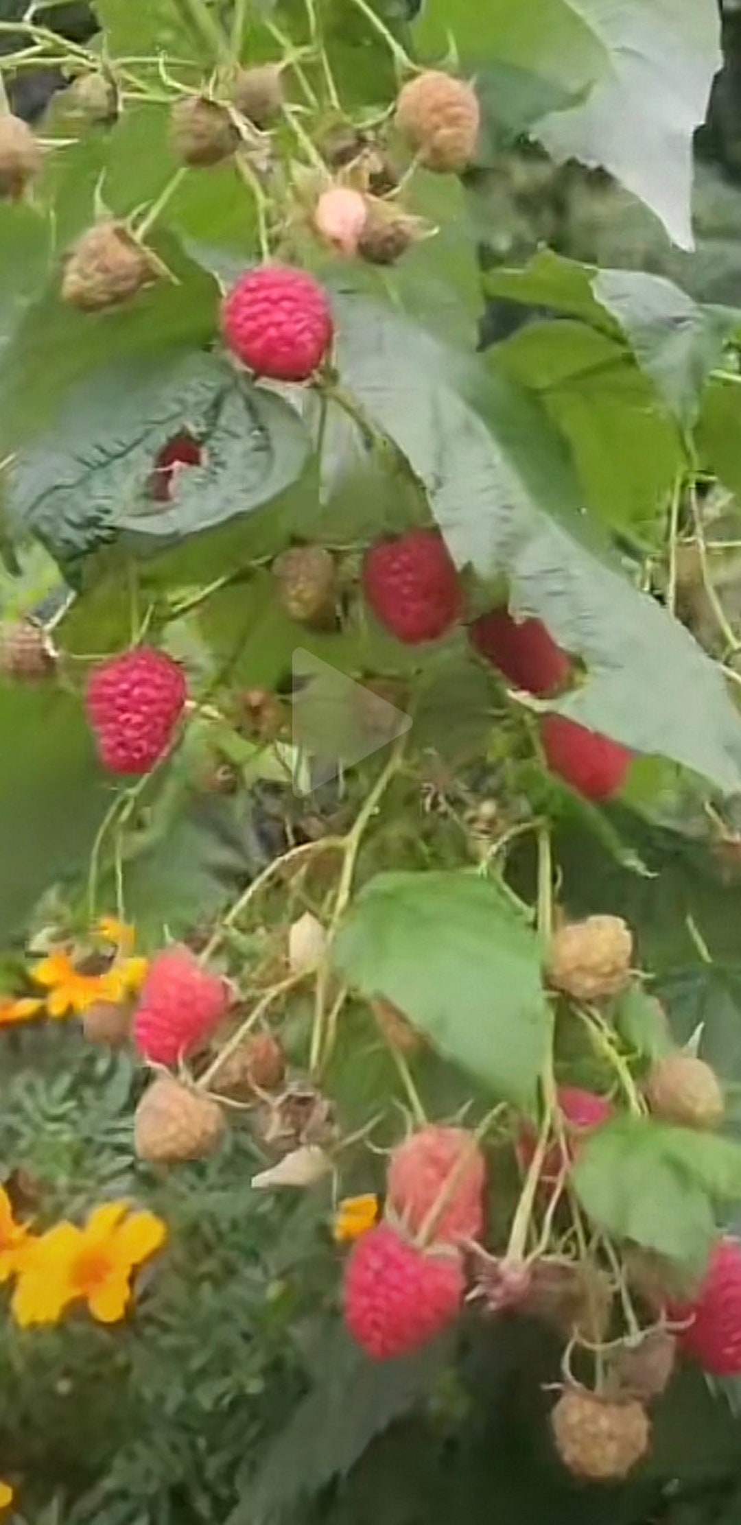 Red Raspberry Starter Plant - Etsy