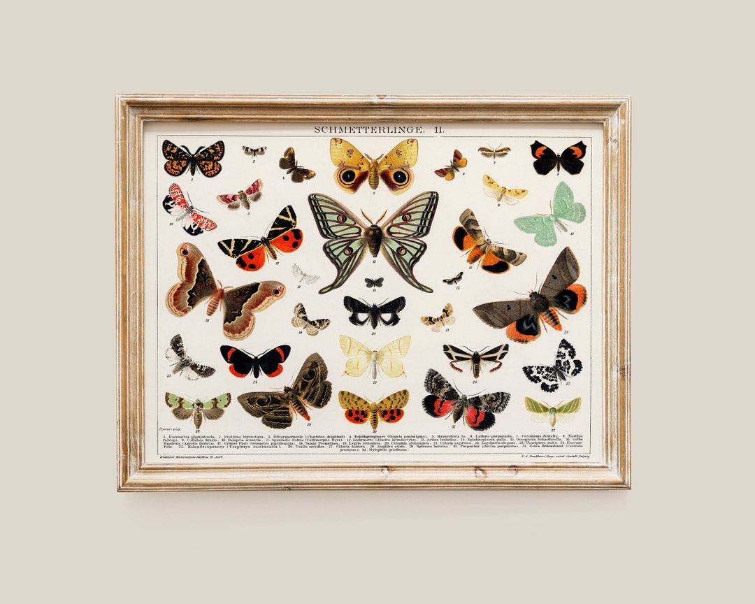 Vintage Moth Art Print Cottagecore Printable Poster Dark - Etsy
