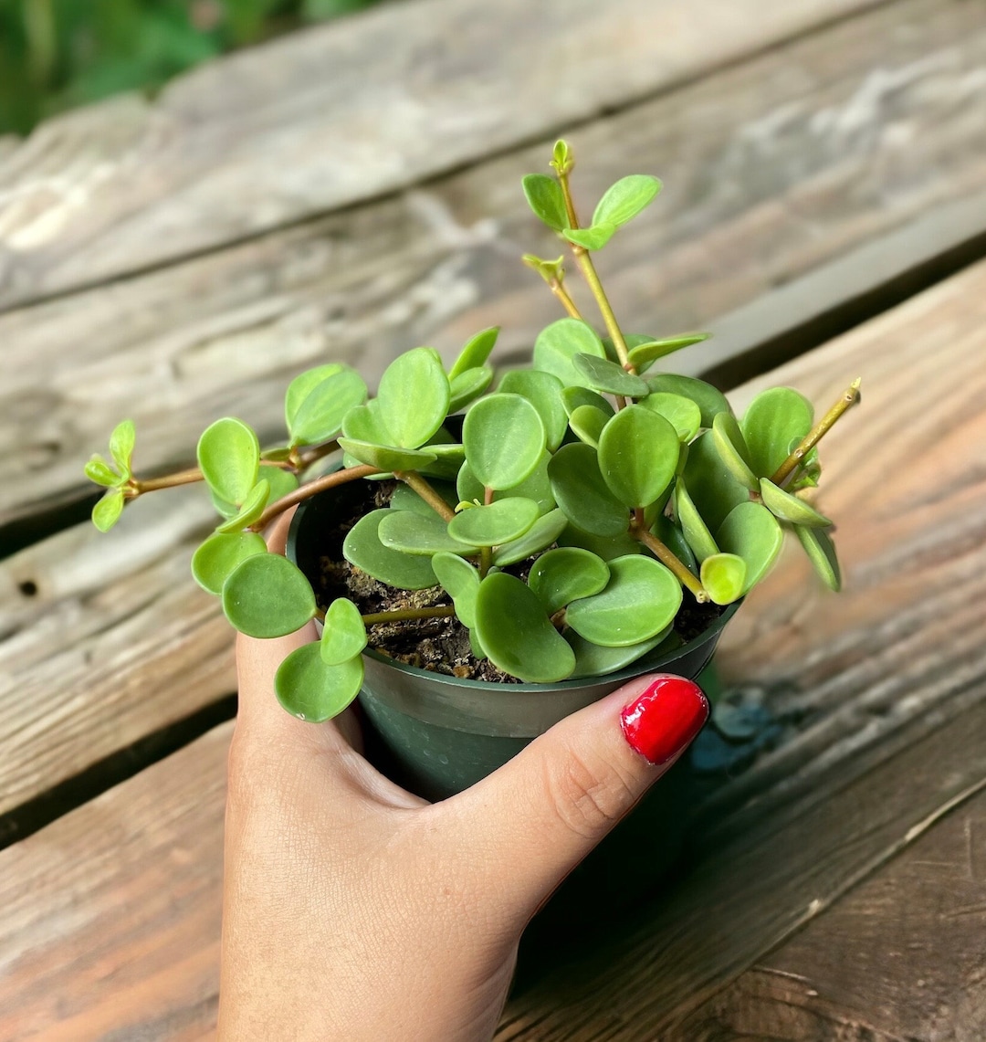 LIVE Rare Peperomia Hope Trailing Plant - Etsy