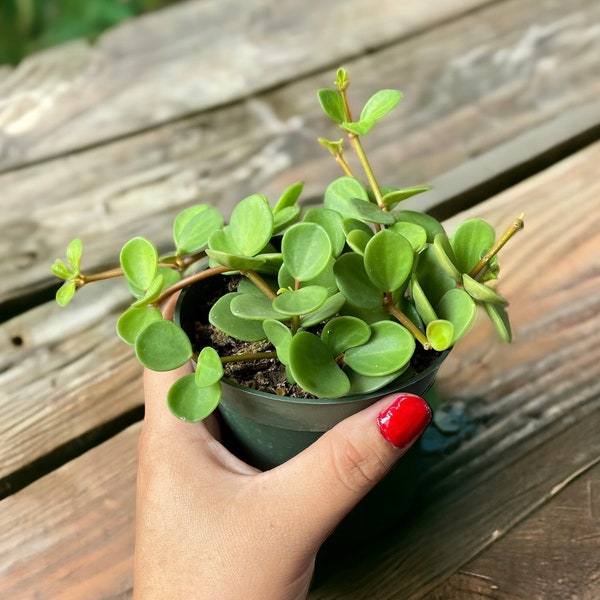 Peperomia Hope Plant - Etsy