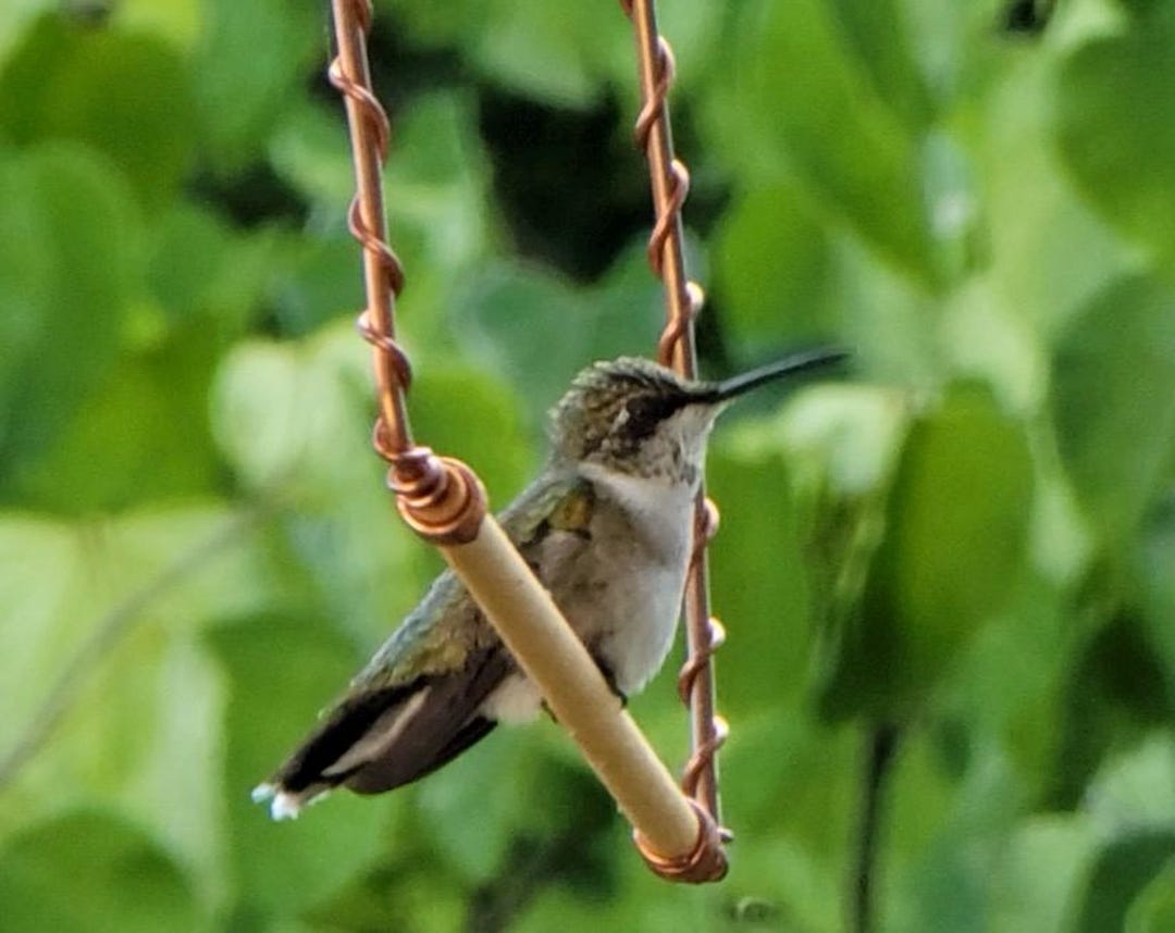 Hummingbird Swing, Hummingbird Perch Near Feeder, Copper Hummingbird ...