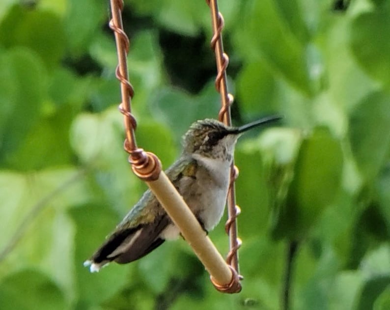 Handcrafted Copper Hummingbird Swing: Garden Bird Perch - Etsy