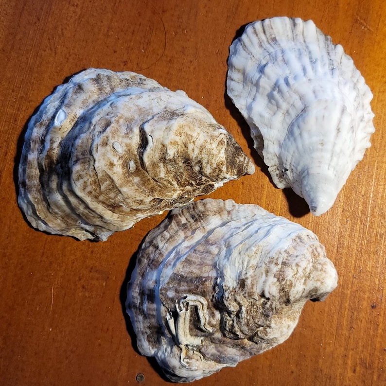 Cape Cod Bay Shell Trinket Dish, Cape Cod and Islands, Handmaid Gift ...