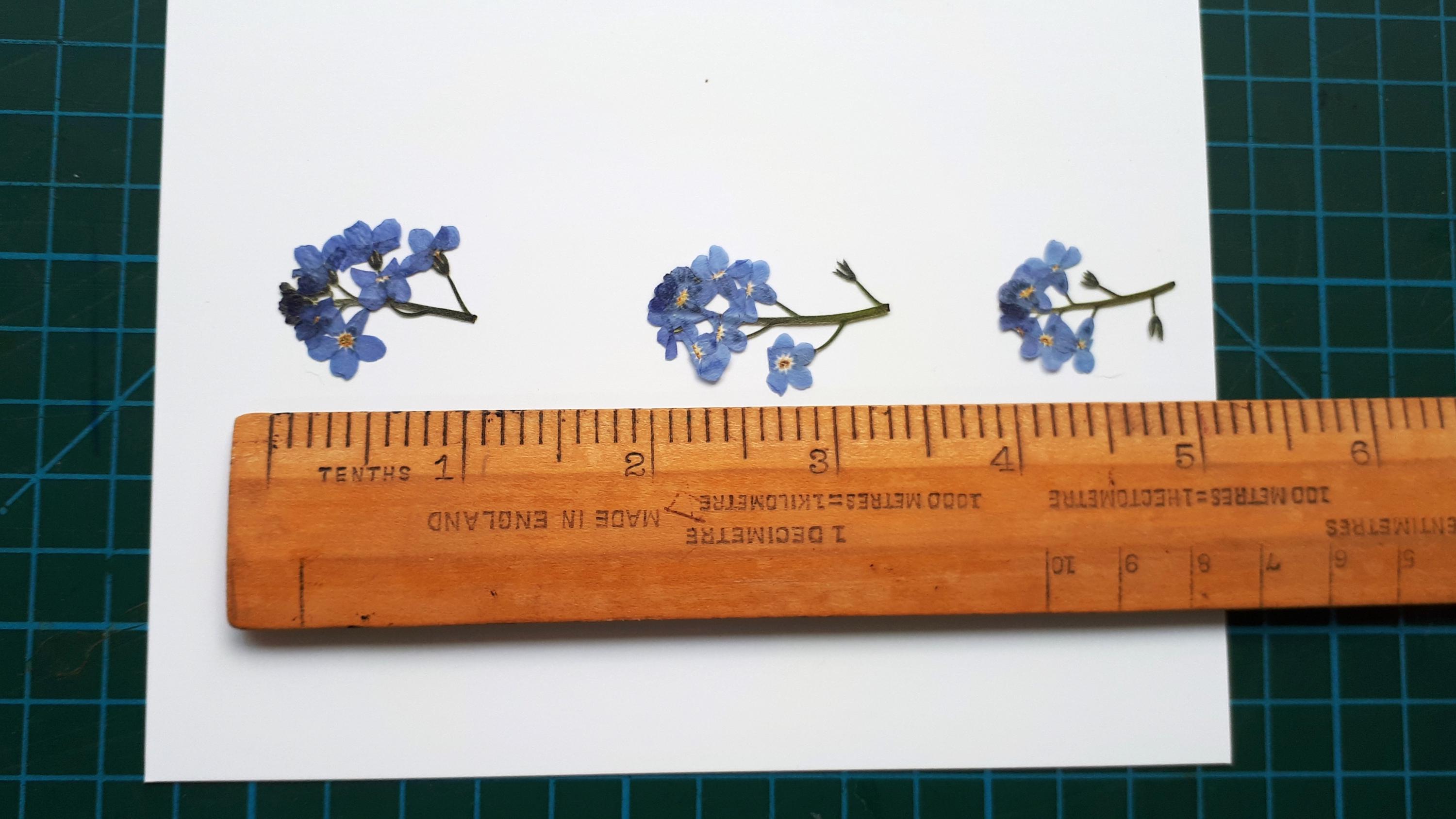Forget Me Nots, Pack 30 Pressed Forget-me-not Clusters, Resin Supplies ...