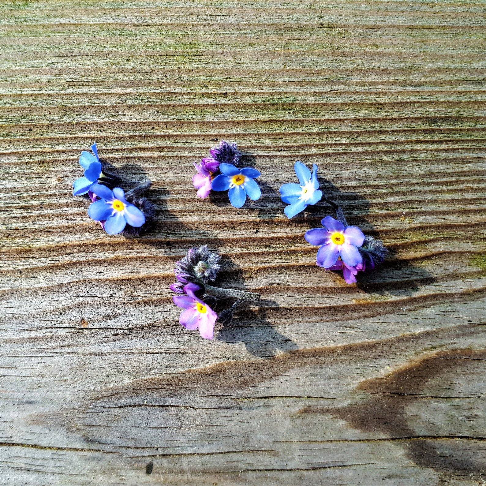 Forget Me Nots, Pack 30 Pressed Forget-me-not Clusters, Resin Supplies ...