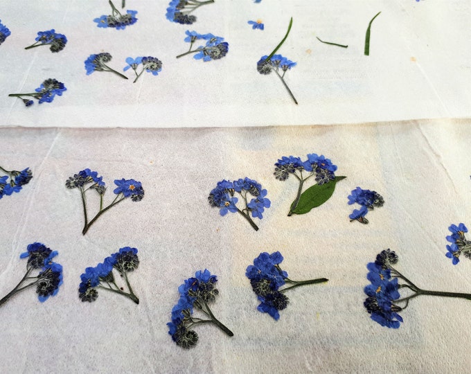 Forget Me Nots Pack 30 Pressed Forget-me-not Clusters - Etsy UK