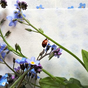 Forget Me Nots, Pack 30 Pressed Forget-me-not Clusters, Resin Supplies ...