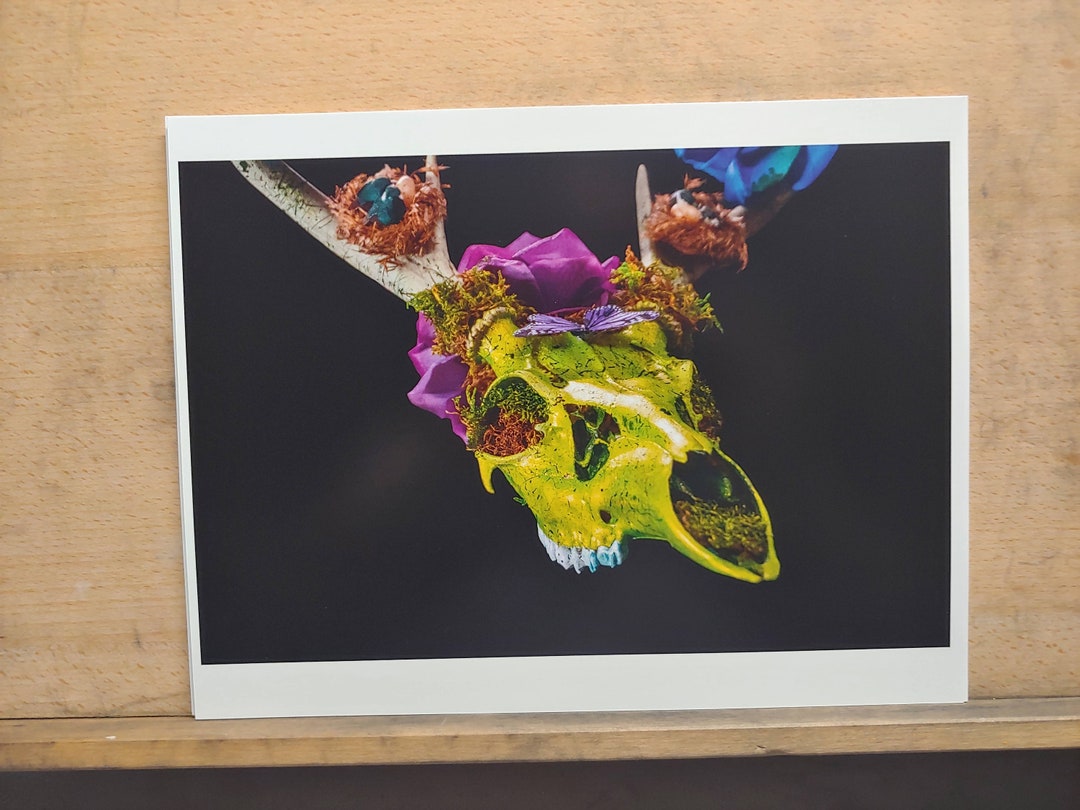 Druidic Skull - Photo Print - Close-up Portrait - Etsy