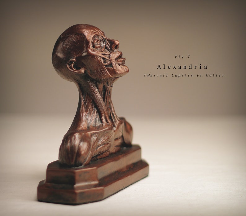 Alexandria (musculi Capitis Et Colli) - Etsy