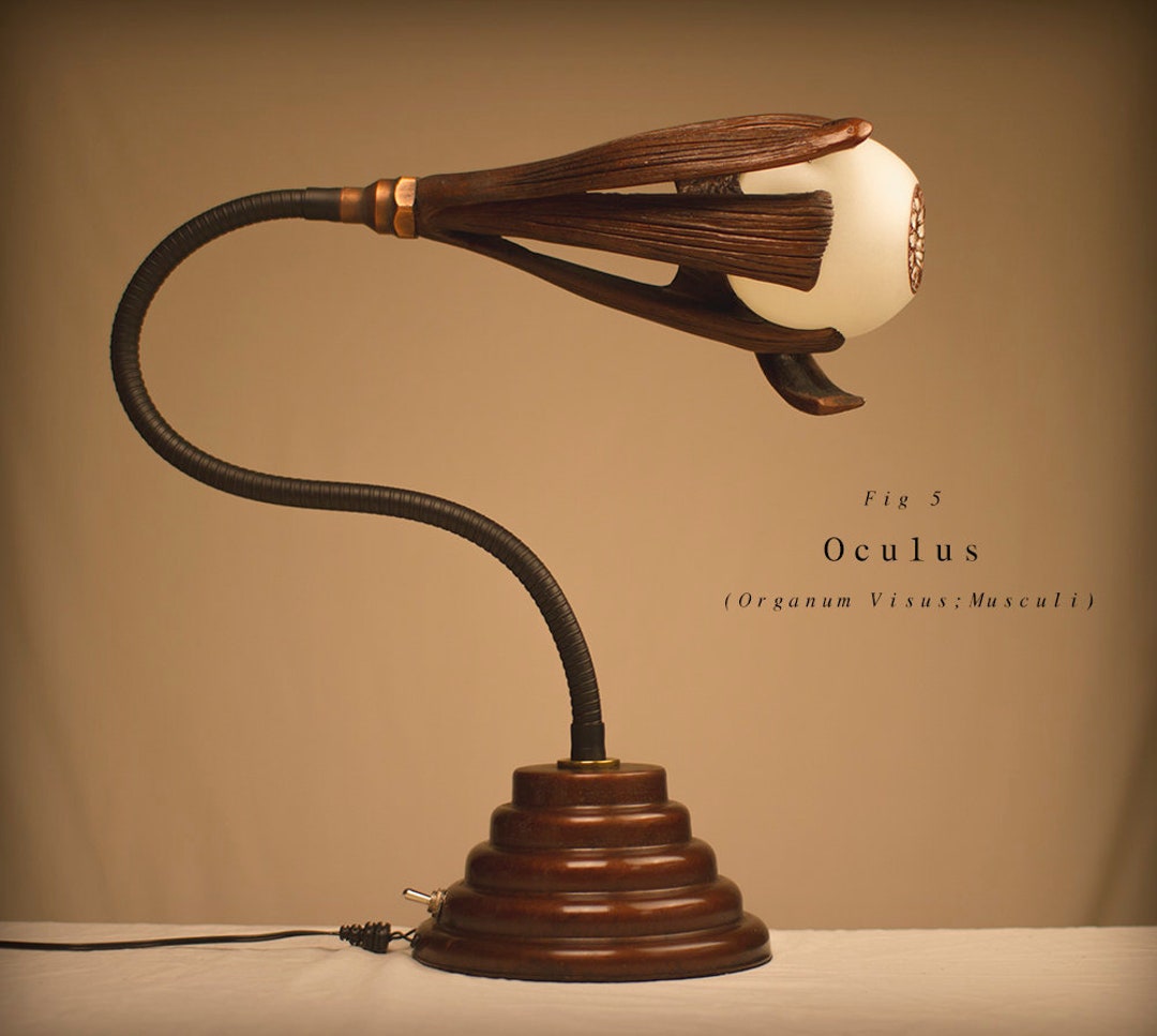 Oculus ( Organum Visus; Musculi ) Human Eye and Surrounding Muscles ...