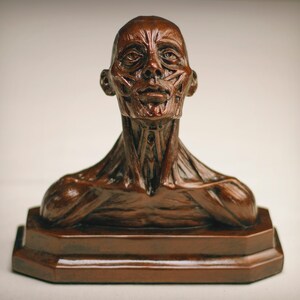 Alexandria (musculi Capitis Et Colli) - Etsy