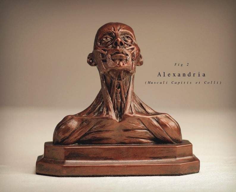 Alexandria (musculi Capitis Et Colli) - Etsy