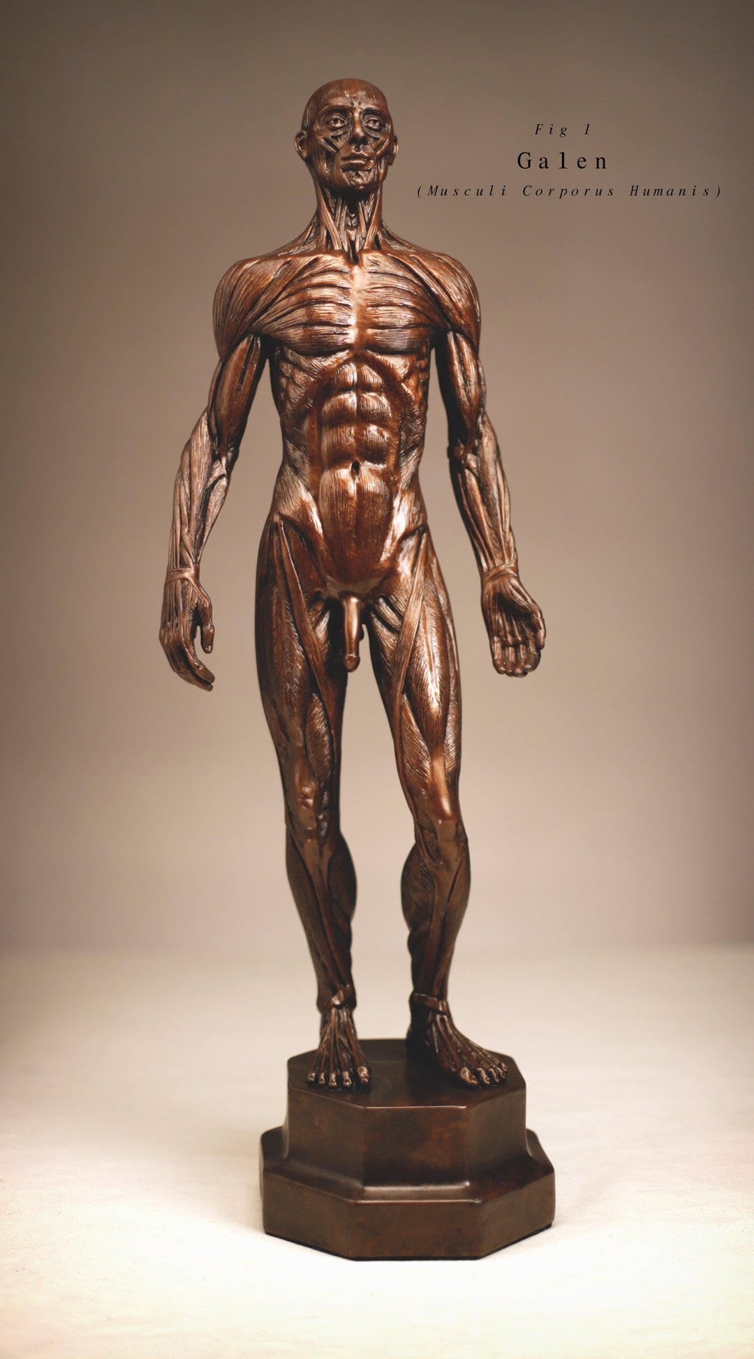 Galen (musculi Corporis Humanis) - Etsy