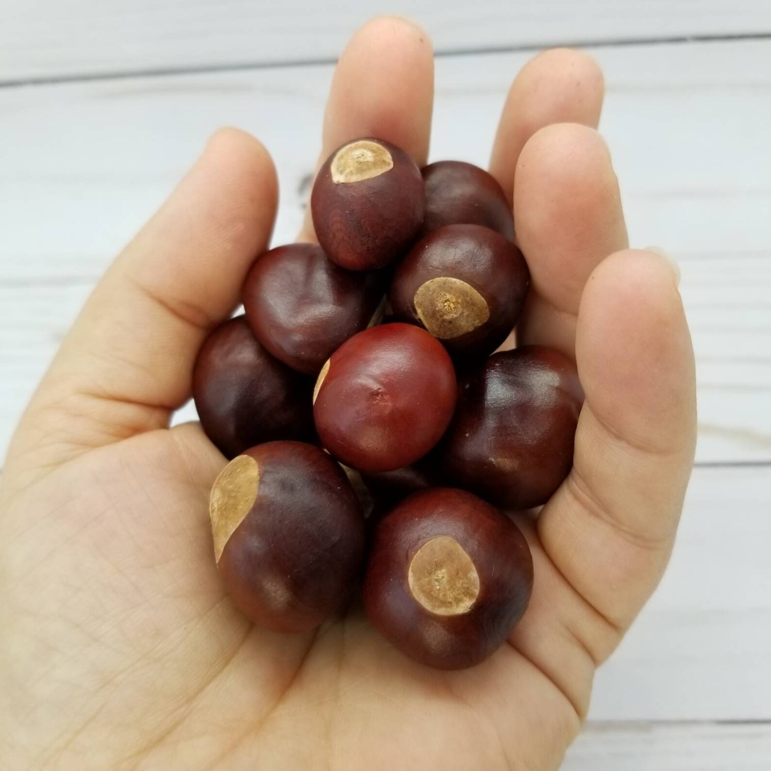 Buckeye Nuts 3/4 Lb 50 Medium Sized, Real Dried Buckeyes Harvested the ...