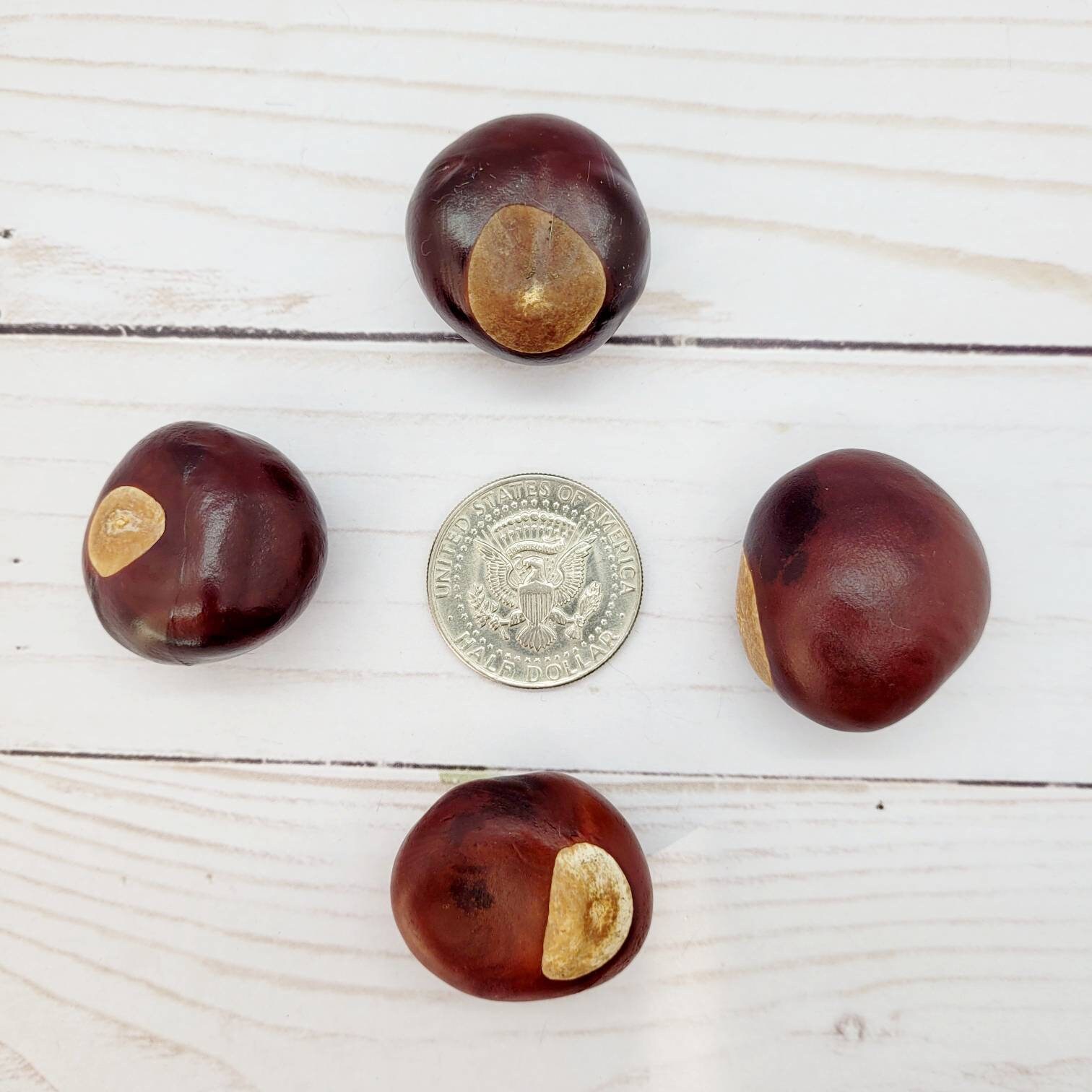 Buckeye Nuts 3/4 Lb 40 Large Size, Real Dried Buckeyes Harvested in ...