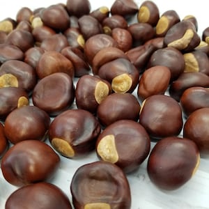 Buckeye Nuts 3/4 Lb 40 Large Size, Real Dried Buckeyes Harvested in ...