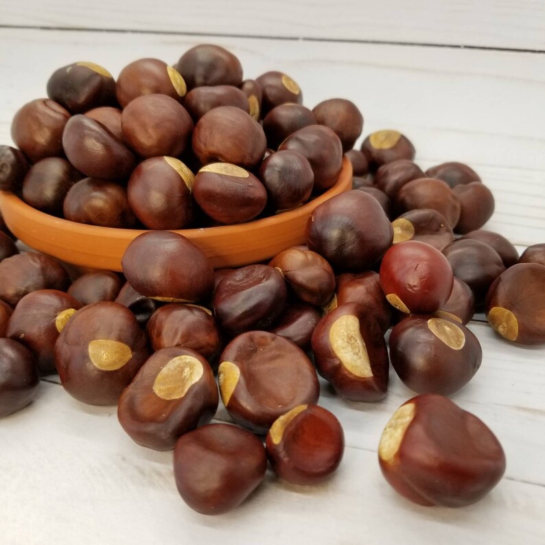 Buckeye Nuts 3/4 Lb 50 Medium Sized, Real Dried Buckeyes Harvested the ...