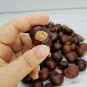 Buckeye Nuts 3/4 Lb 40 Large Size, Real Dried Buckeyes Harvested in ...
