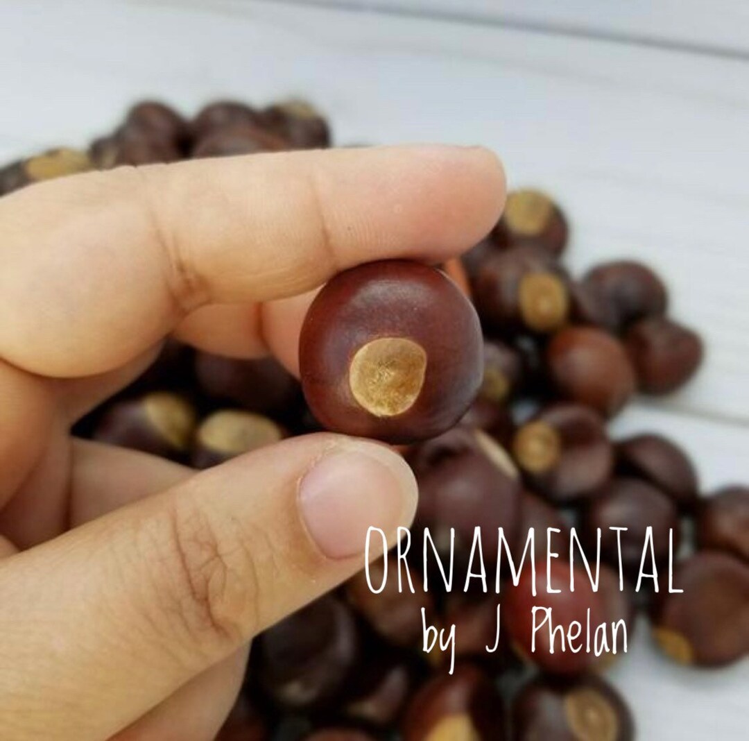 Buckeye Nuts 3/4 Lb 50 Medium Sized, Real Dried Buckeyes Harvested the ...