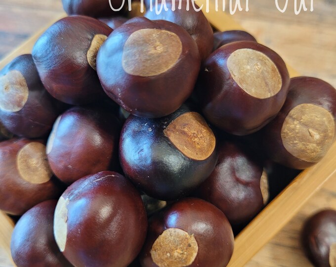Buckeye Nuts 3/4 Lb 40 Large Size, Real Dried Buckeyes Harvested in ...