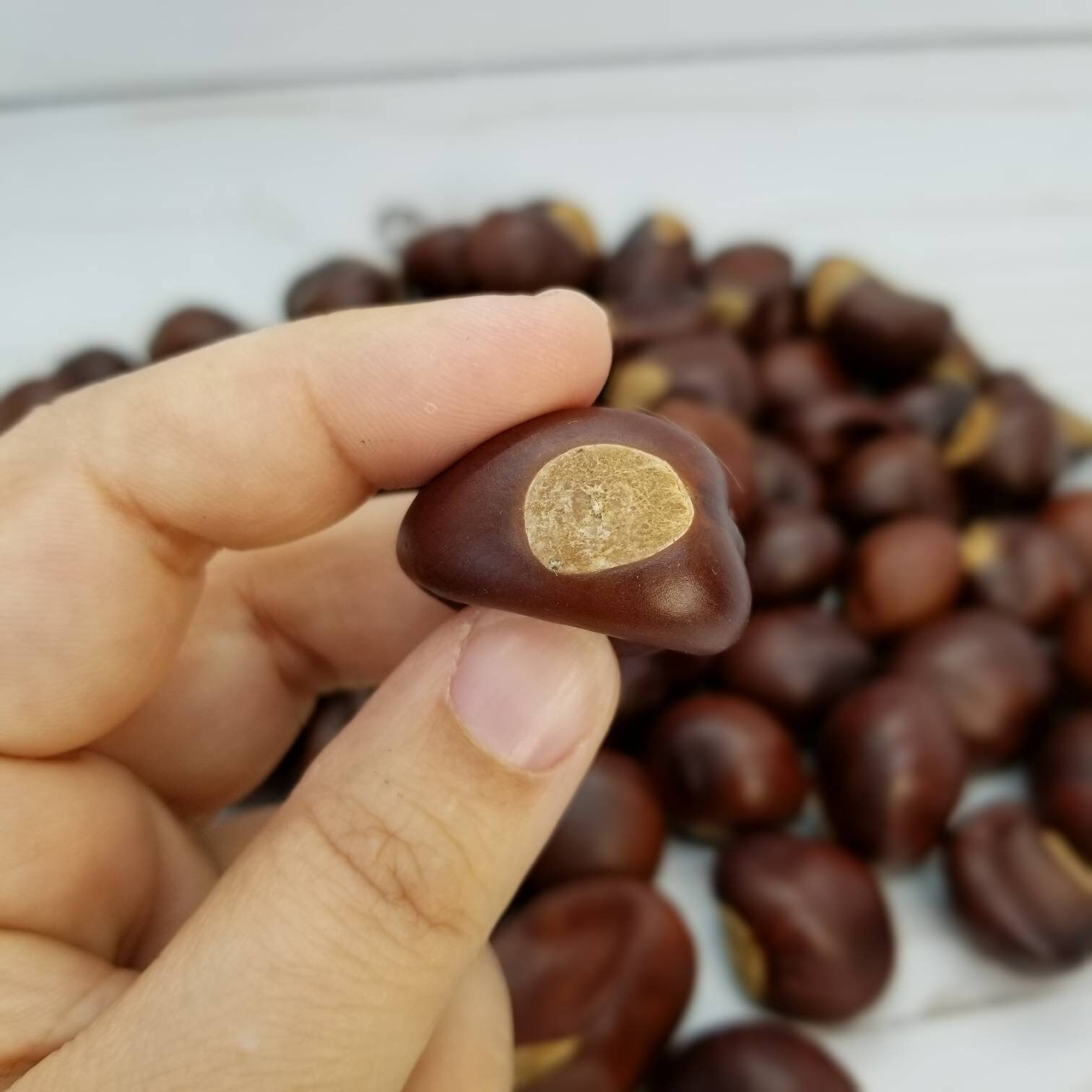 Buckeye Nuts 3/4 Lb 40 Large Size, Real Dried Buckeyes Harvested in ...