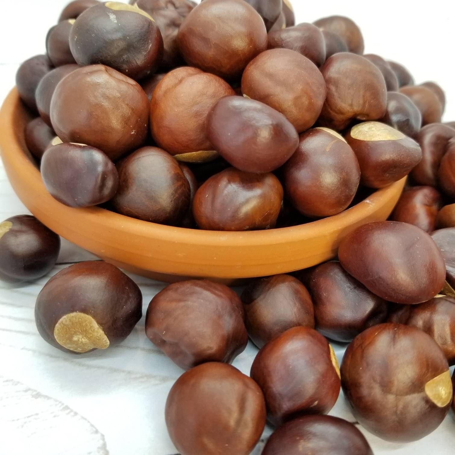 Buckeye Nuts 3/4 Lb 50 Medium Sized, Real Dried Buckeyes Harvested the ...