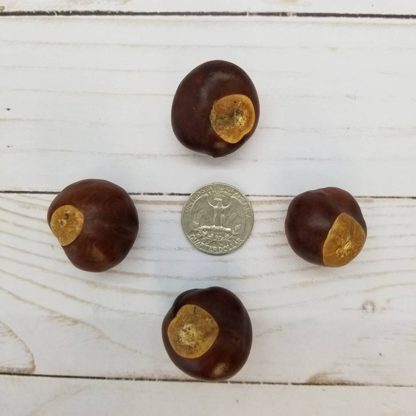 Buckeye Nuts 3/4 Lb 40 Large Size, Real Dried Buckeyes Harvested in ...