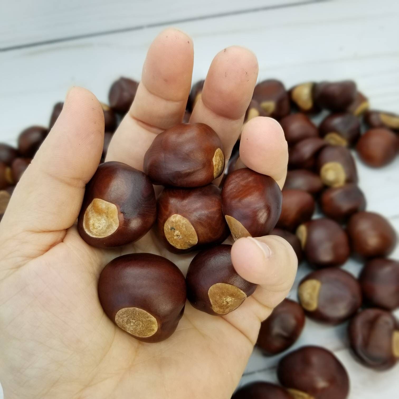 Buckeye Nuts 3/4 Lb 40 Large Size, Real Dried Buckeyes Harvested in ...