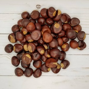 Buckeye Nuts 3/4 Lb 40 Large Size, Real Dried Buckeyes Harvested in ...