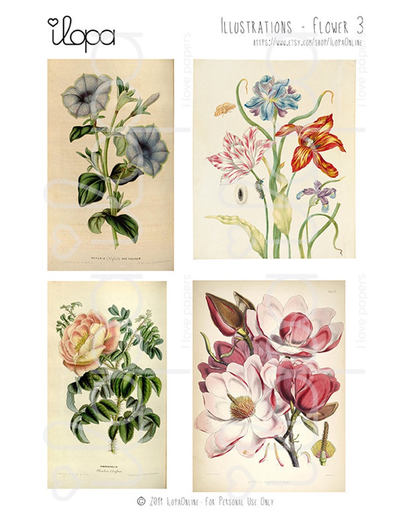 Digital Vintage Flower Illustrations Ephemera Printable | Etsy
