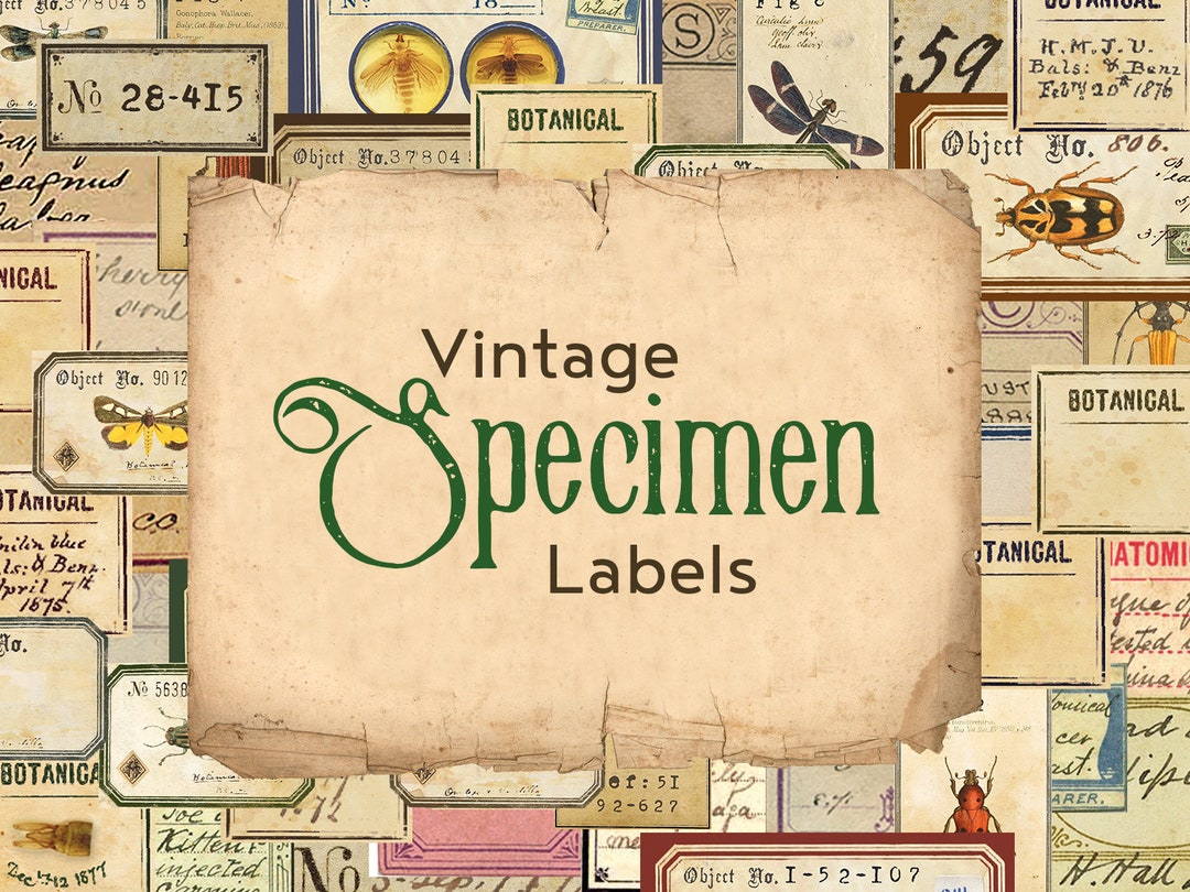 Digital Vintage Style Specimen Labels - Etsy