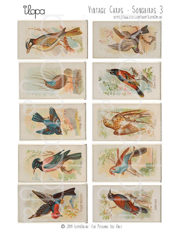 Digital Vintage Songbird Ephemera Collage Sheet | Etsy