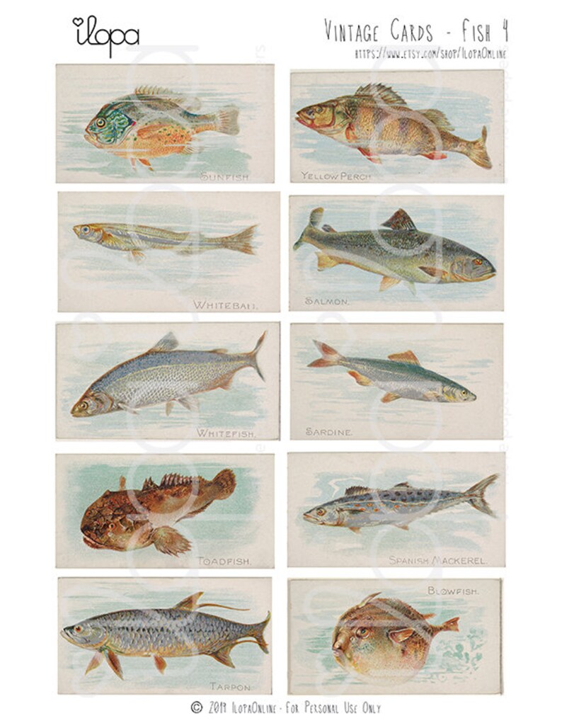 Digital Vintage Fish Ephemera Collage Sheet - Etsy