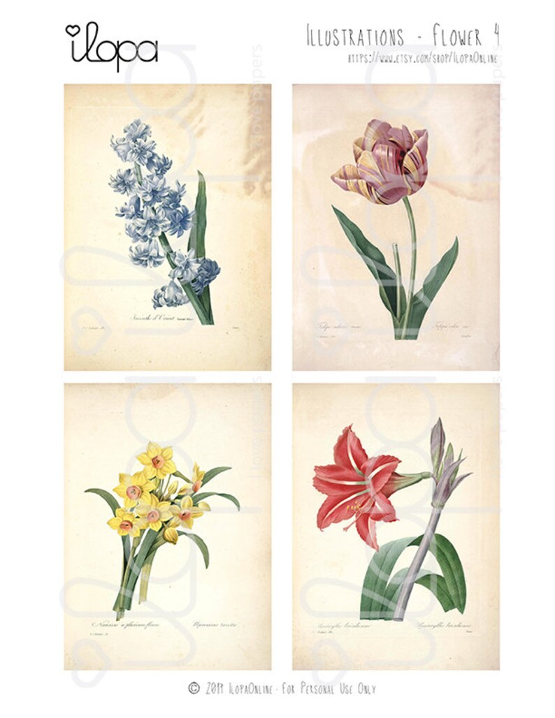 Digital Vintage Flower Illustrations Ephemera Printable | Etsy