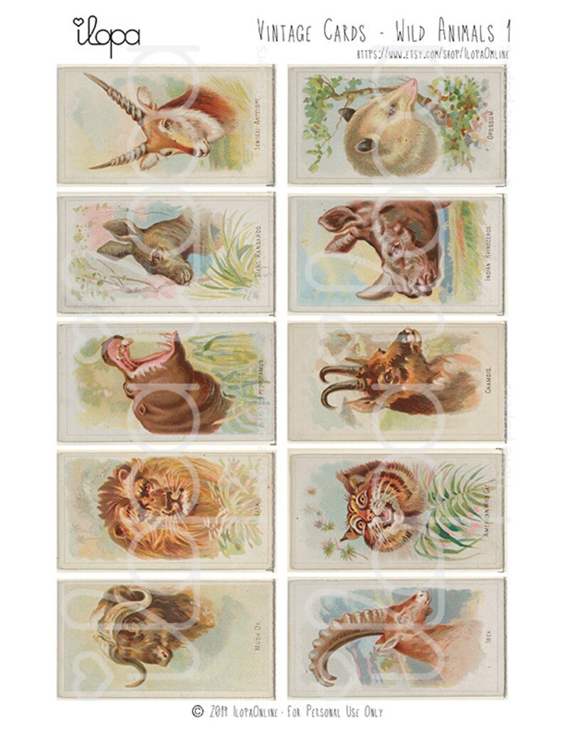 Digital Vintage Wild Animal Ephemera Collage Sheet - Etsy Ireland