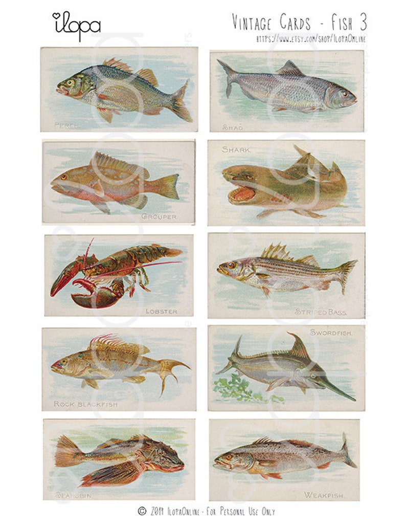 Digital Vintage Fish Ephemera Collage Sheet - Etsy