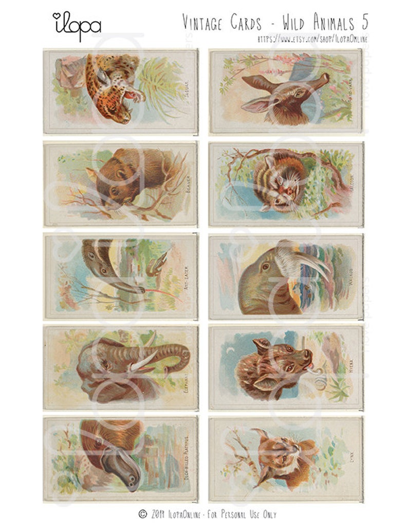 Digital Vintage Wild Animal Ephemera Collage Sheet - Etsy Ireland