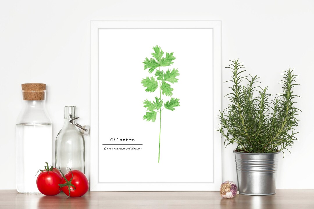 Cilantro Watercolor Painting, Kitchen Wall Art, Fine Art Print, Wall ...