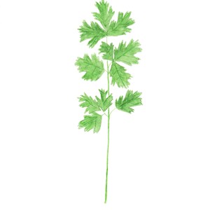 Cilantro Watercolor Painting, Kitchen Wall Art, Fine Art Print, Wall ...