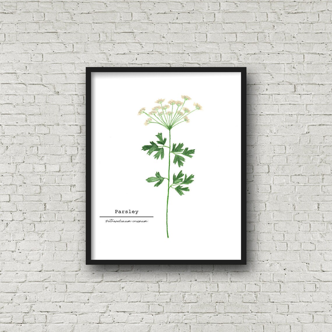 Parsley Watercolor Painting Kitchen Art Fine Art Print Wall | Etsy