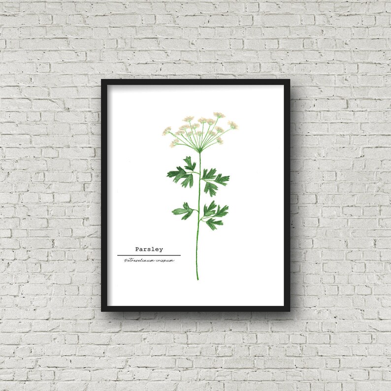 Parsley Watercolor Painting, Kitchen Art, Fine Art Print, Wall Art ...