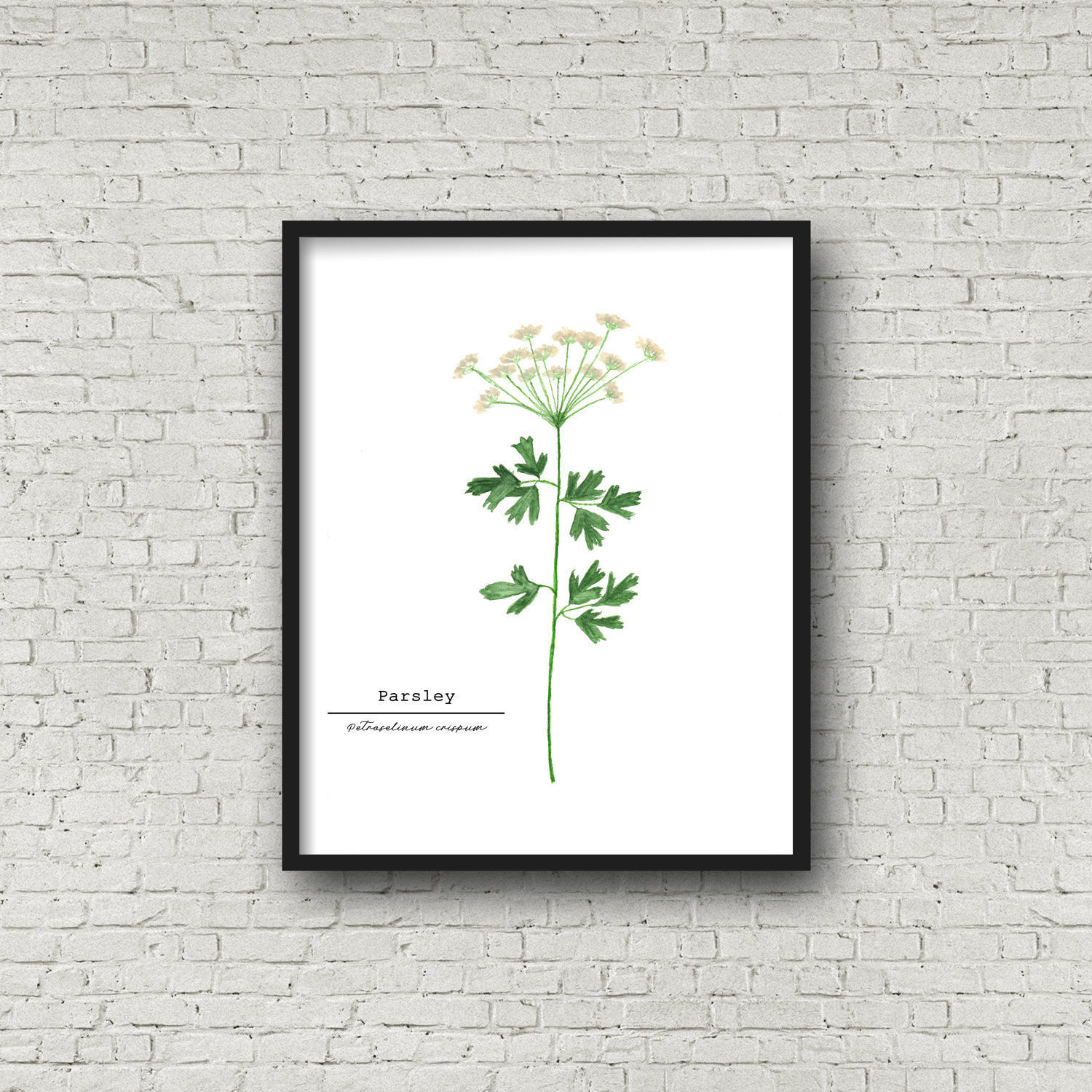 Parsley Watercolor Painting, Kitchen Art, Fine Art Print, Wall Art ...
