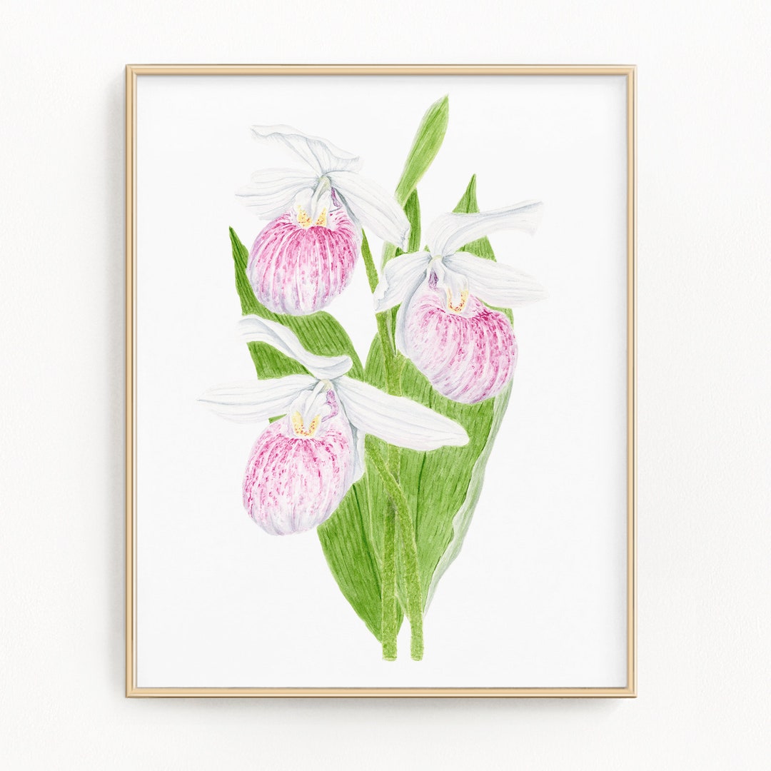 Pink Lady Slipper Watercolor Painting, Botanical Art Print, Orchid ...