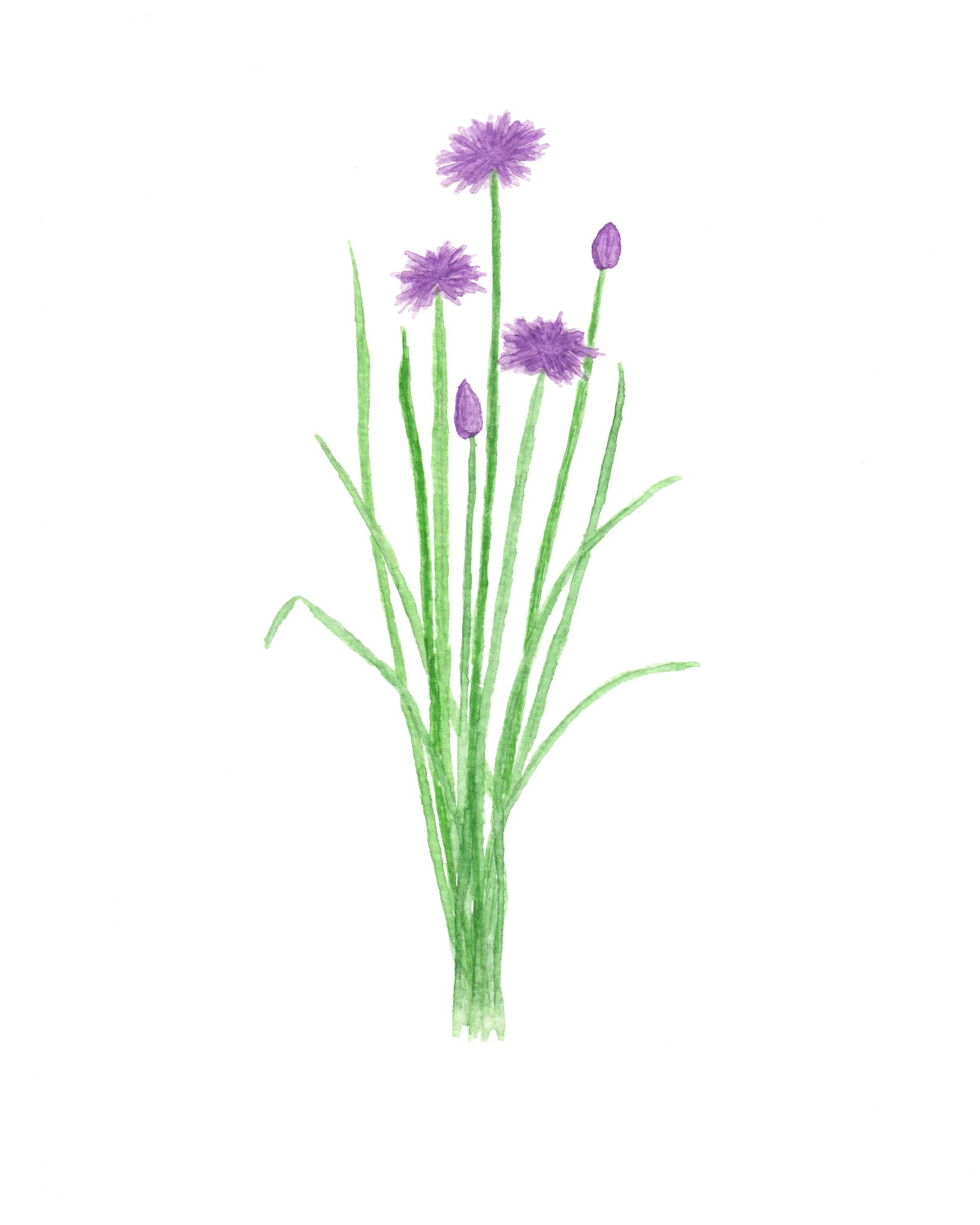 Chives Watercolor Painting Kitchen Wall Art Fine Art Print - Etsy