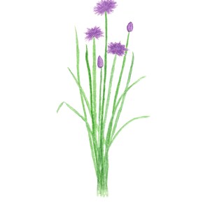 Chives Watercolor Painting, Kitchen Wall Art, Fine Art Print, Wall Art ...