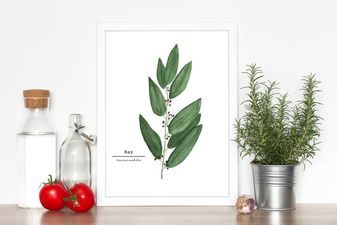 Bay Watercolor Painting, Botanical Art, Kitchen Art, Wall Art, Home ...
