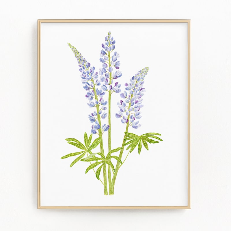 Lupin Watercolor Painting - Etsy